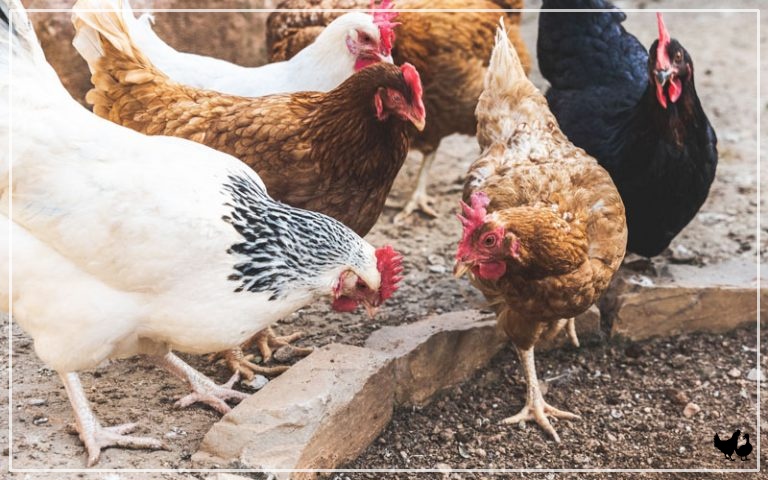 50+ Chicken Breeds & Types - Photos, Characteristics & Info - LearnPoultry