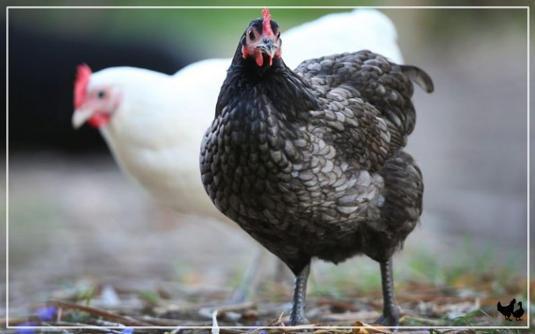 Australorp Chickens – Breed Profile & Facts - LearnPoultry