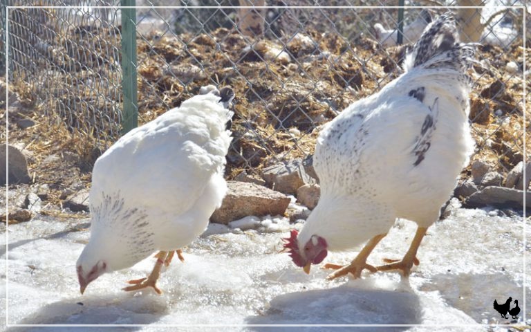10 American Chicken Breeds - LearnPoultry
