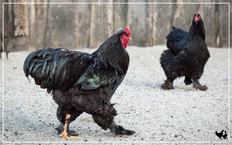 What Is The Largest Chicken Breed? - LearnPoultry