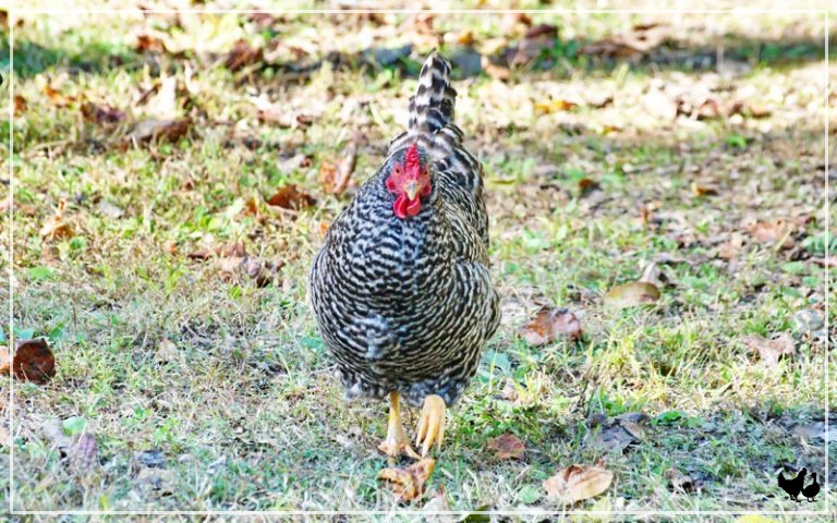 10 Best Meat Chicken Breeds - LearnPoultry