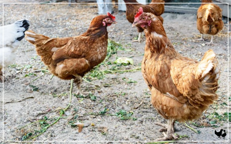 10 Hybrid Chicken Breeds (With Pictures) - LearnPoultry