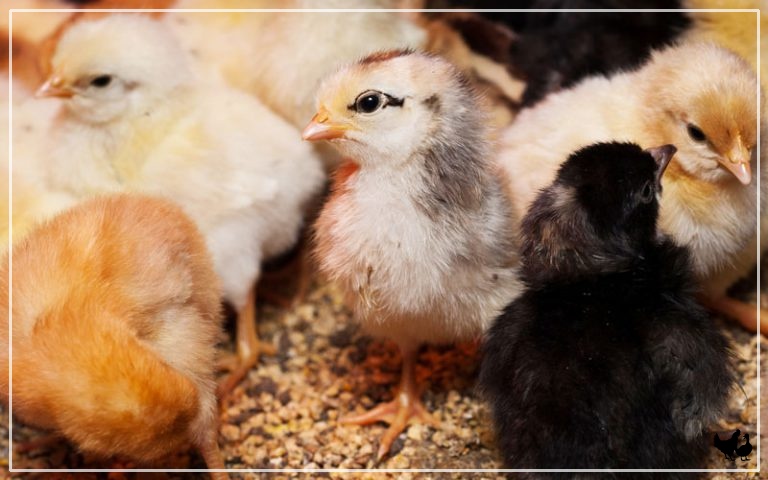 How to Raise Day Old Chicks for Meat? - LearnPoultry