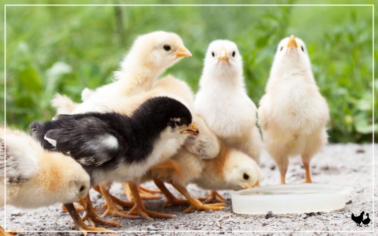 How to Care for Baby Chickens? Guide for Beginners - LearnPoultry