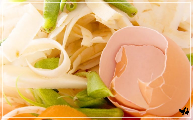 5 Best Calcium Sources for Chickens - LearnPoultry