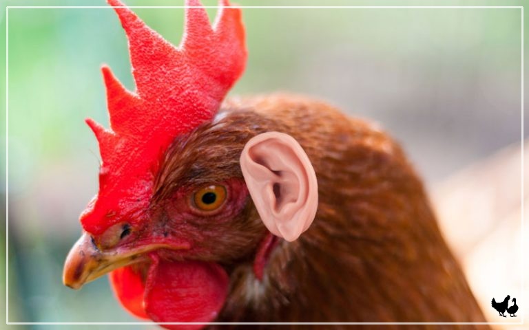 Chicken Anatomy - The Complete Guide - LearnPoultry