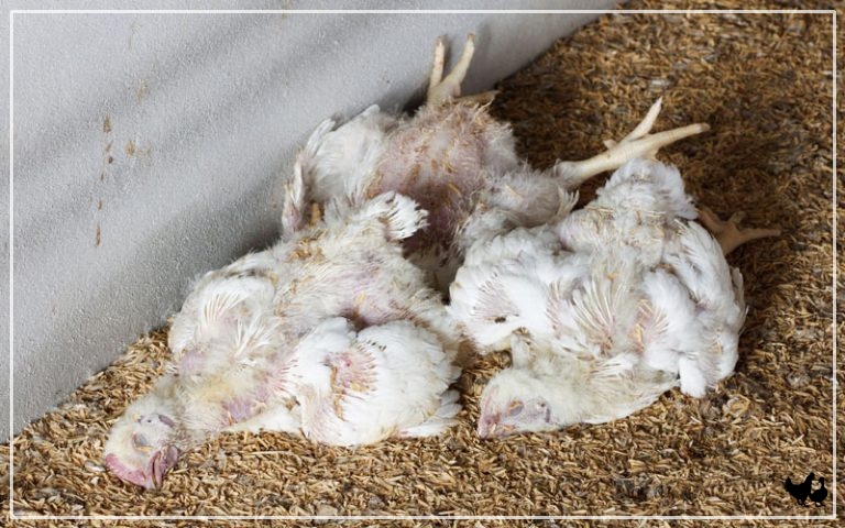 Chicken Comb Turning Black – Causes & Treatments - LearnPoultry