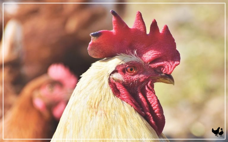 Pale Chicken Comb - Causes and Solutions - LearnPoultry