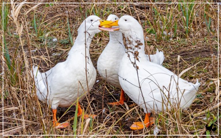 Why do Ducks Quack so Much? - LearnPoultry