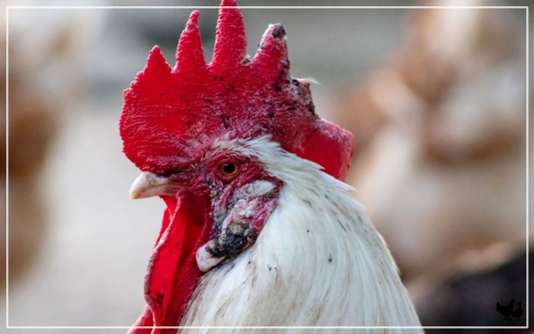 Chicken Comb Turning Black – Causes & Treatments - LearnPoultry