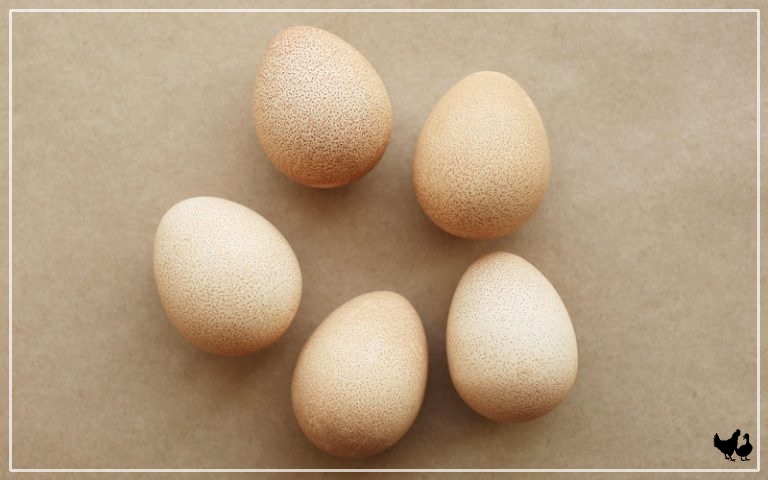 Guinea Fowl Eggs - Taste, Nutrition, and Facts - LearnPoultry