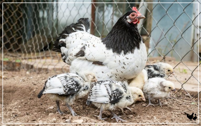 Golden Deathlayer Chicken - Breed Profile & Facts - LearnPoultry