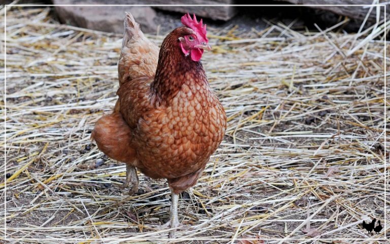 Golden Deathlayer Chicken - Breed Profile & Facts - LearnPoultry