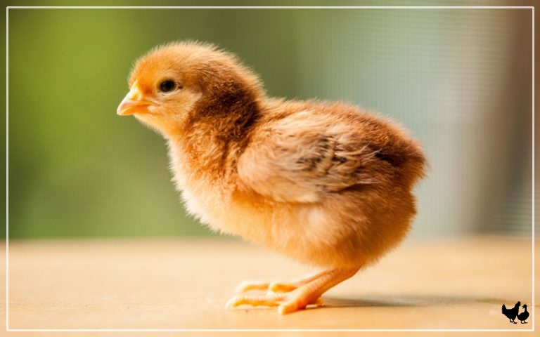 Rhode Island Red Chicken - Breed Profile & Facts - LearnPoultry