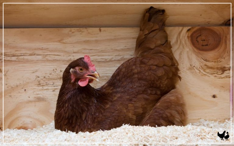 Rhode Island Red's Egg Laying – The Complete Guide - LearnPoultry