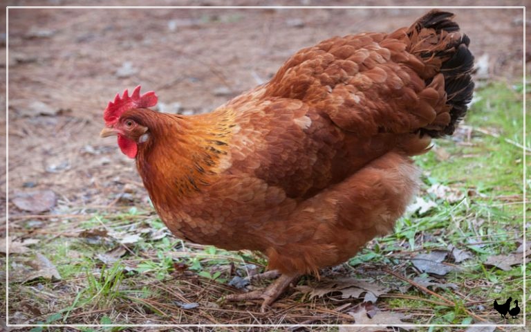 Rhode Island Red Chicken - Breed Profile & Facts - LearnPoultry