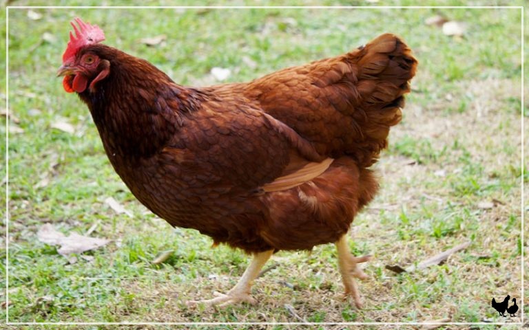 Welbar Chicken Eggs - Everything You Need to Know - LearnPoultry
