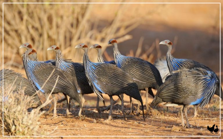 Vulturine Guinea Fowl - Species Profile & Facts - LearnPoultry