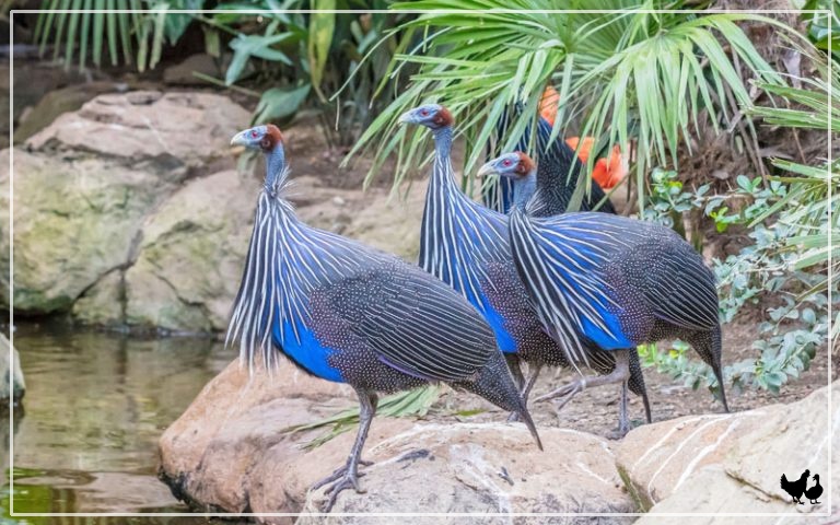 Vulturine Guinea Fowl - Species Profile & Facts - LearnPoultry