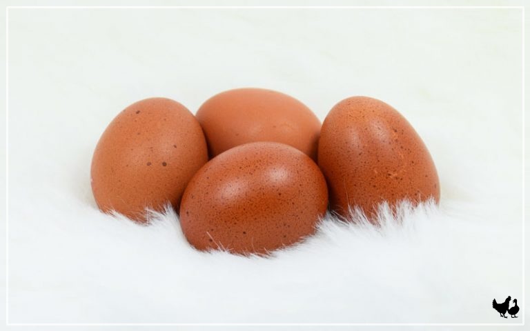 Welsummer Chicken - Breed Profile & Facts - LearnPoultry