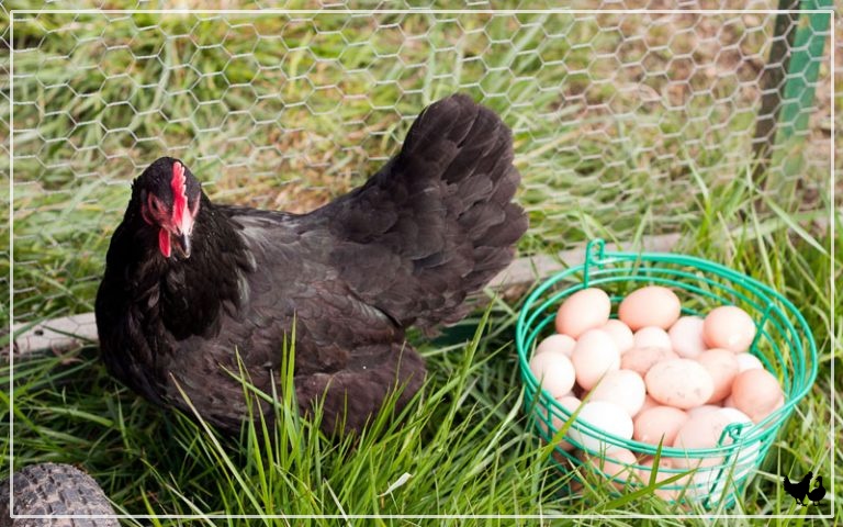 Production Red Chicken - Breed Profile & Facts - LearnPoultry