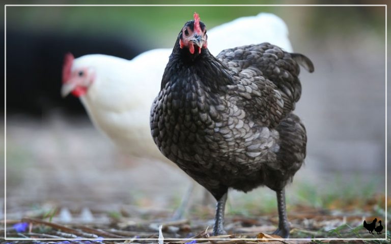 Do Chickens Need Vitamin and Mineral Supplements? - LearnPoultry