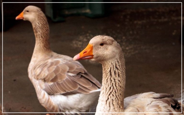 14 Most Popular Domestic Geese Breeds - LearnPoultry
