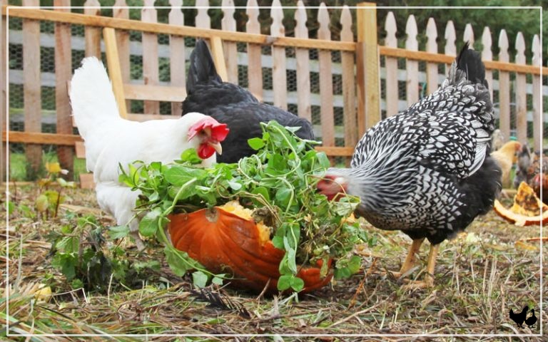 Building Trust with Your Chickens: 11 Essential Tips - LearnPoultry