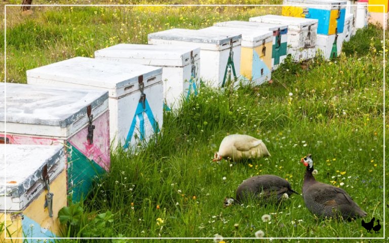 Guinea Fowl Feeding Guide - LearnPoultry