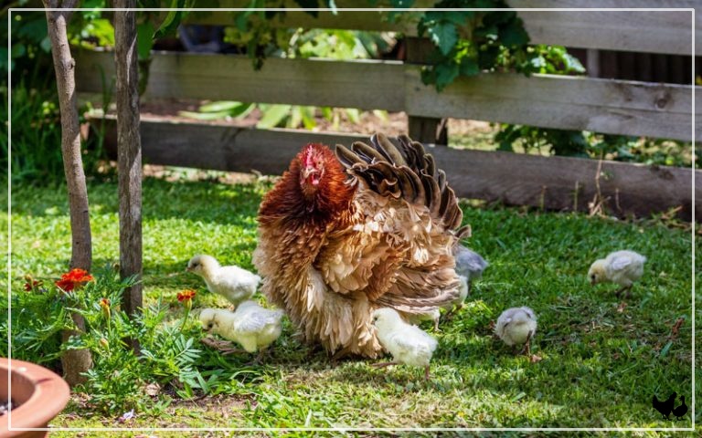 Why Are Chickens Aggressive? How to Deal with Hostile Hens? - LearnPoultry