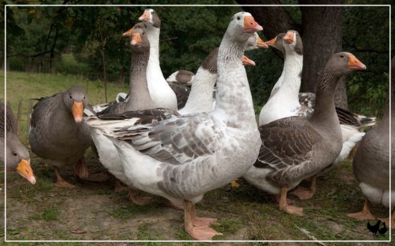 14 Most Popular Domestic Geese Breeds - LearnPoultry