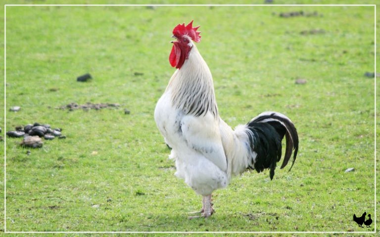 Rooster Crowing - Everything You Need to Know - LearnPoultry