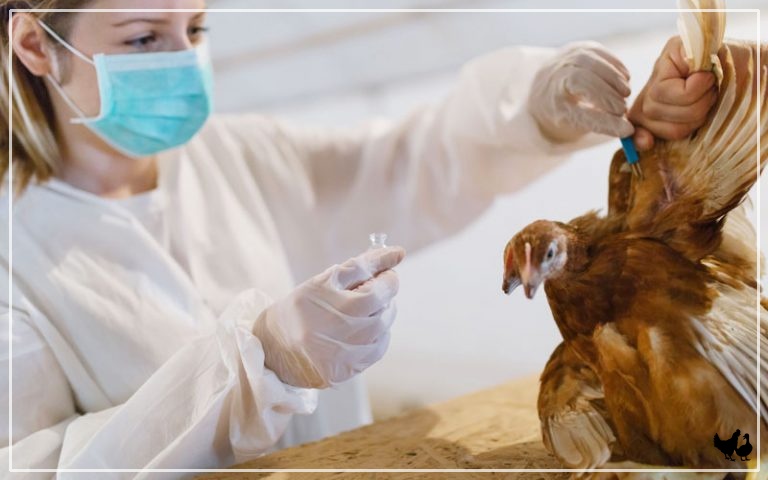 Can Chickens Get Rabies? - LearnPoultry