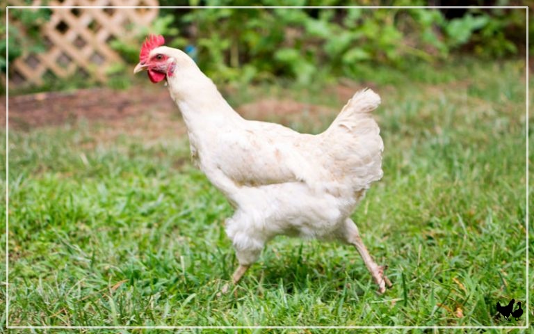 Lohmann Brown Chickens - Breed Profile & Facts - LearnPoultry