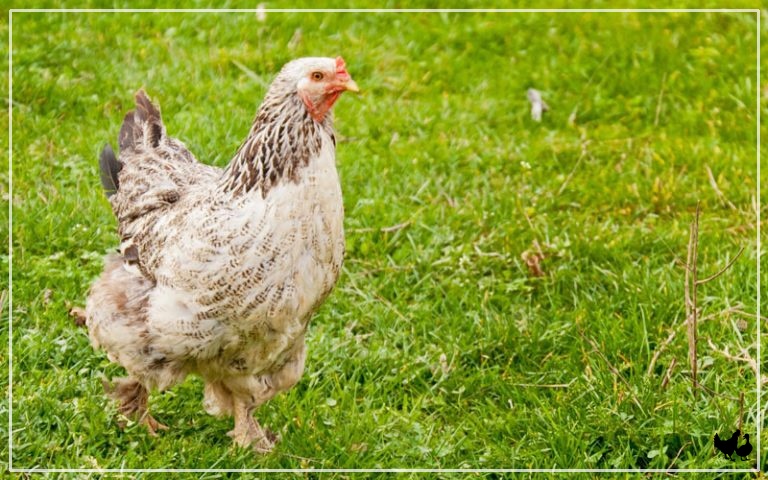 Why Are Chickens Aggressive? How to Deal with Hostile Hens? - LearnPoultry