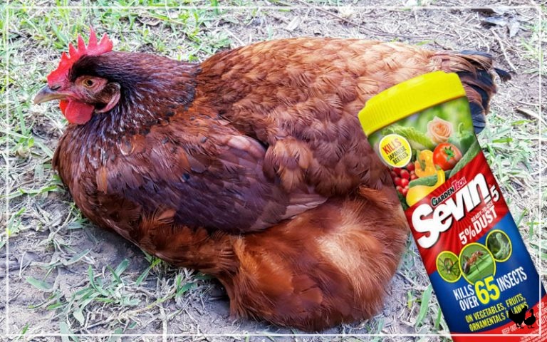 Can You Use Sevin Dust on Chickens? - LearnPoultry
