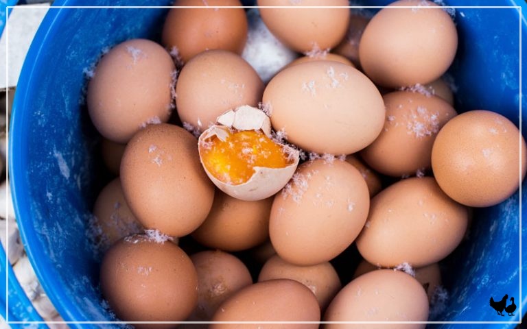 Is Corn Good for Chickens? Benefits & Risks - LearnPoultry