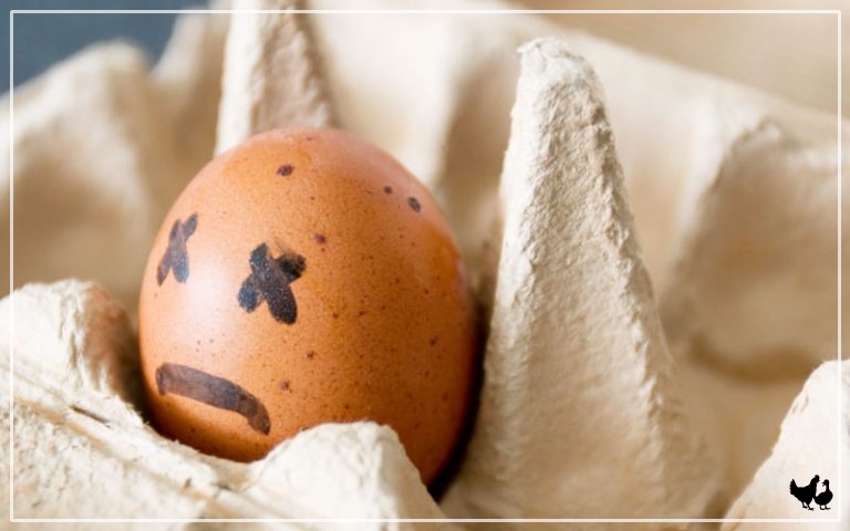 Do Chickens Get Sad and Cry? - LearnPoultry