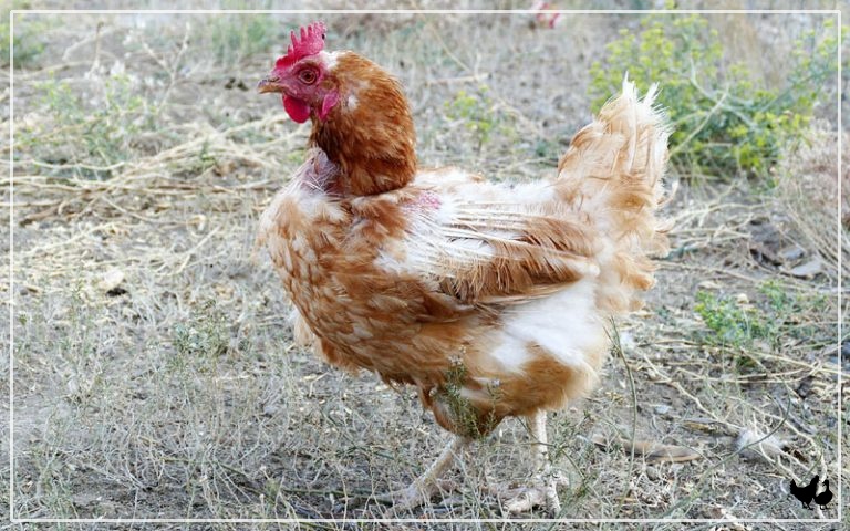 Golden Deathlayer Chicken - Breed Profile & Facts - LearnPoultry