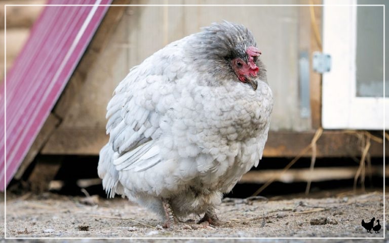 Chicken Anatomy - The Complete Guide - LearnPoultry