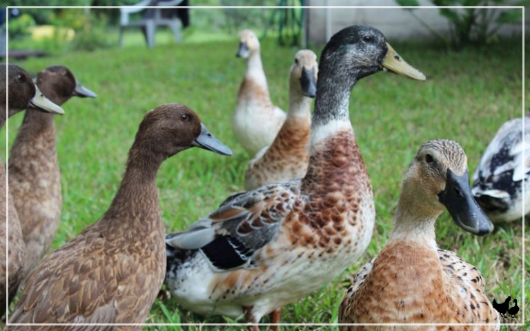 How to Tell if a Duck is Dying? - LearnPoultry