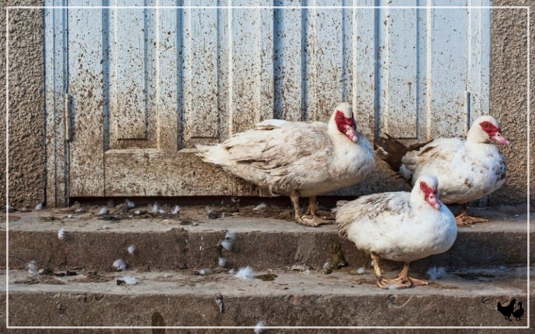 How to Tell if a Duck is Dying? - LearnPoultry