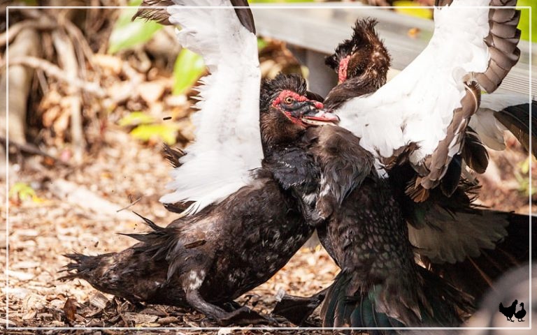 Are Muscovy Ducks Aggressive? - LearnPoultry