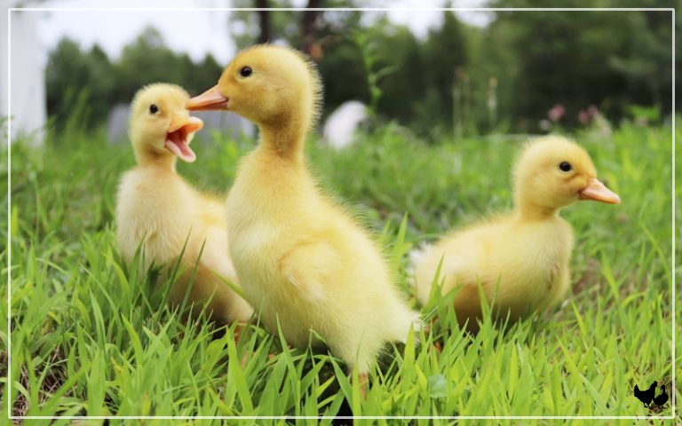 When Can Ducklings Go Outside? - LearnPoultry