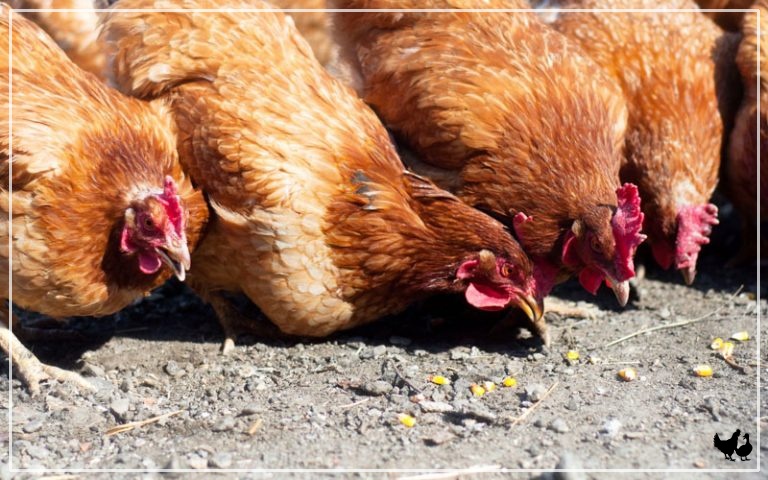 Do Chickens Have Periods? - LearnPoultry
