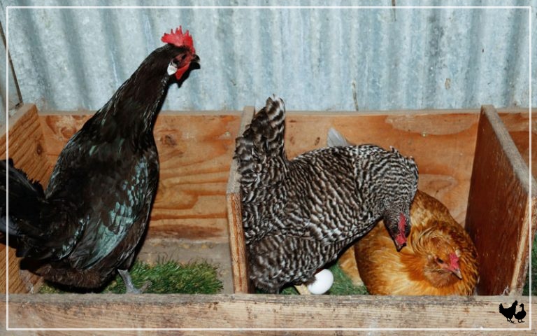 Why Do Chickens Eat Their Own Poop? - LearnPoultry
