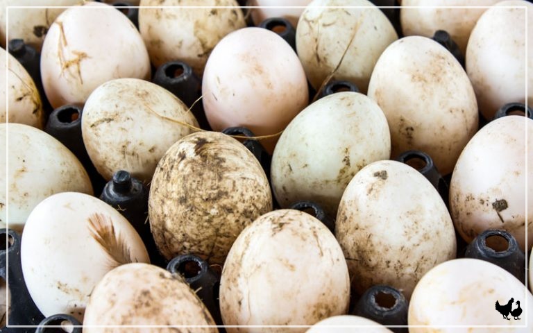 Niacin for Ducks: Dosage and Signs of Deficiency - LearnPoultry