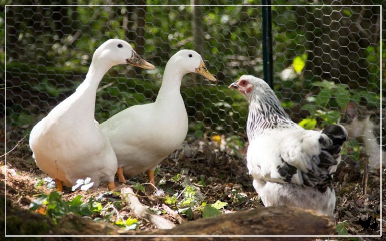 How to Tell if a Duck is Dying? - LearnPoultry