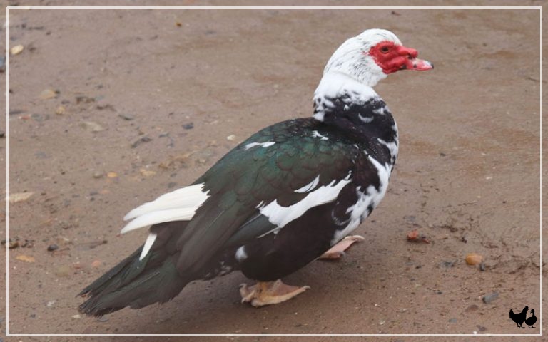 Muscovy Duck - Breed Profile & Facts - LearnPoultry