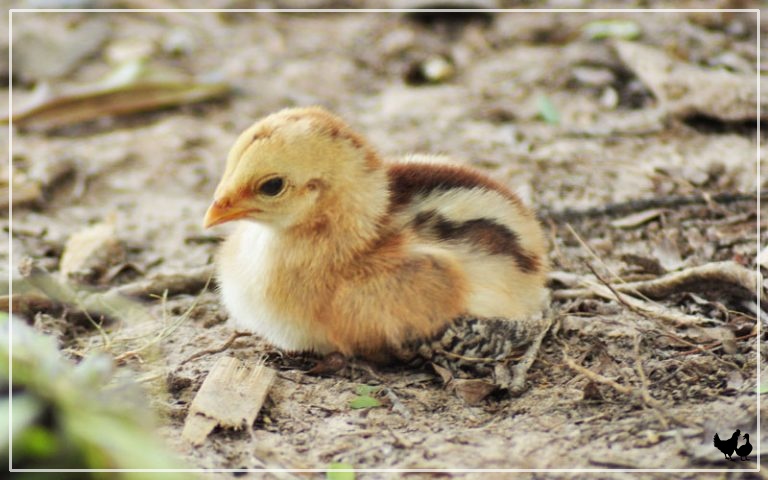 Why Does My Baby Chick Lay On Its Side? - LearnPoultry
